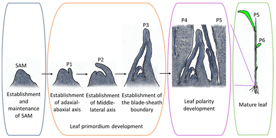 Advancements in Rice Leaf Development Research
