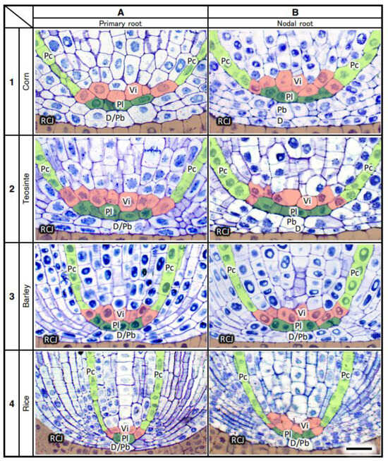 Re-Evaluation of Vascular Histogenesis in the Root Tips of Selected ...
