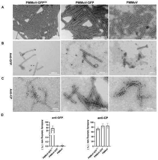 Adoption of the 2A Ribosomal Skip Principle to Track Assembled Virions ...