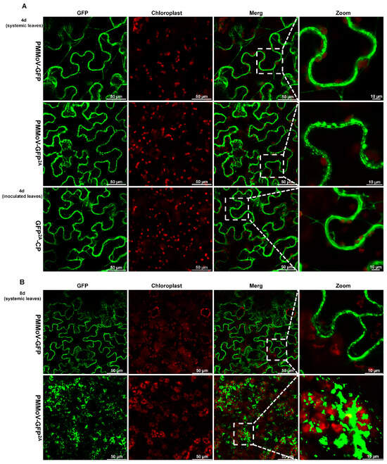 Adoption of the 2A Ribosomal Skip Principle to Track Assembled Virions ...