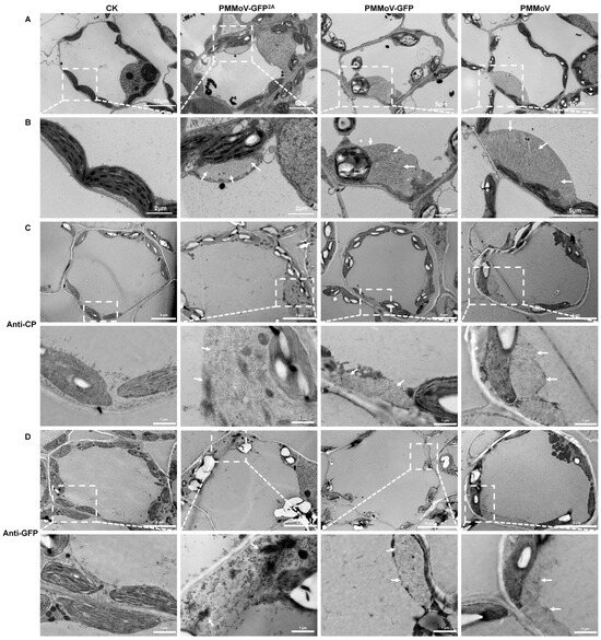Adoption of the 2A Ribosomal Skip Principle to Track Assembled Virions ...