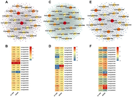 Transcriptomic Profiling of Two Rice Thermo-Sensitive Genic Male ...