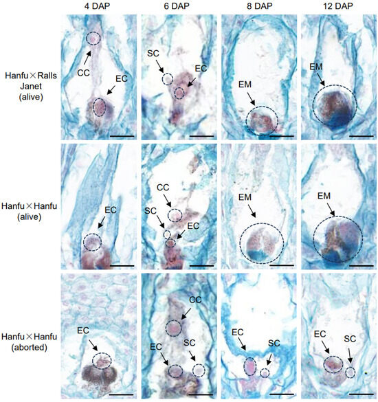 The Mechanism of Ovule Abortion in Self-Pollinated ‘Hanfu’ Apple Fruits ...