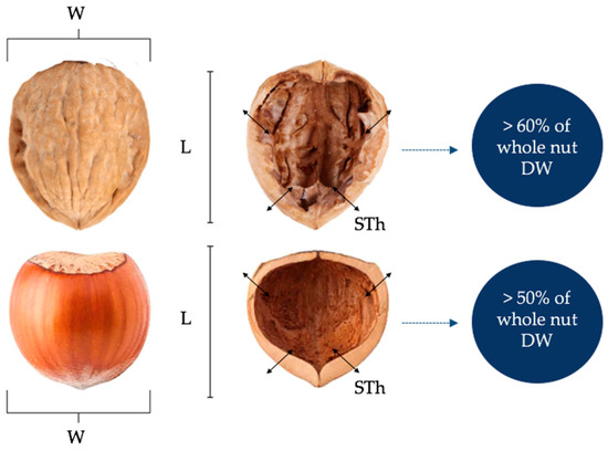 Hazelnut and Walnut Nutshell Features as Emerging Added-Value ...