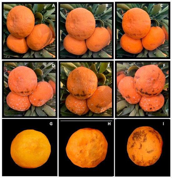 Preharvest Mandarin Rind Disorder: Insights into Varietal Differences ...