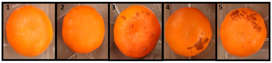 Preharvest Mandarin Rind Disorder: Insights into Varietal Differences ...
