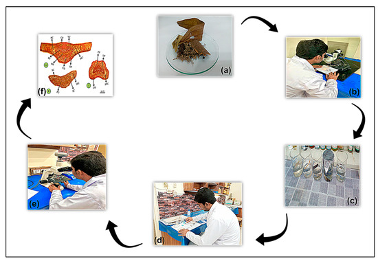 Herbal Spices as Food and Medicine: Microscopic Authentication of ...