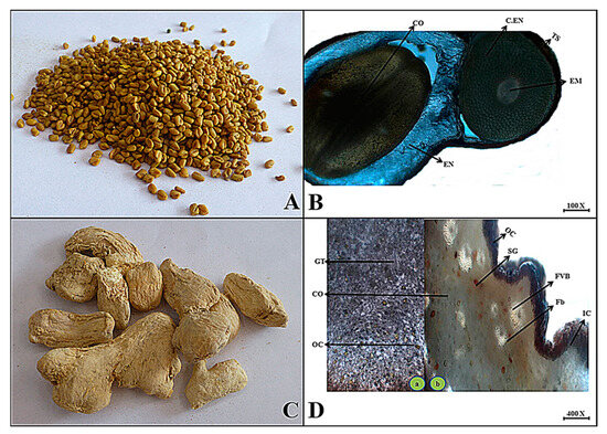 Herbal Spices as Food and Medicine: Microscopic Authentication of ...