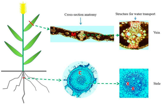 Reduced Root Cortical Tissue with an Increased Root Xylem Investment Is ...