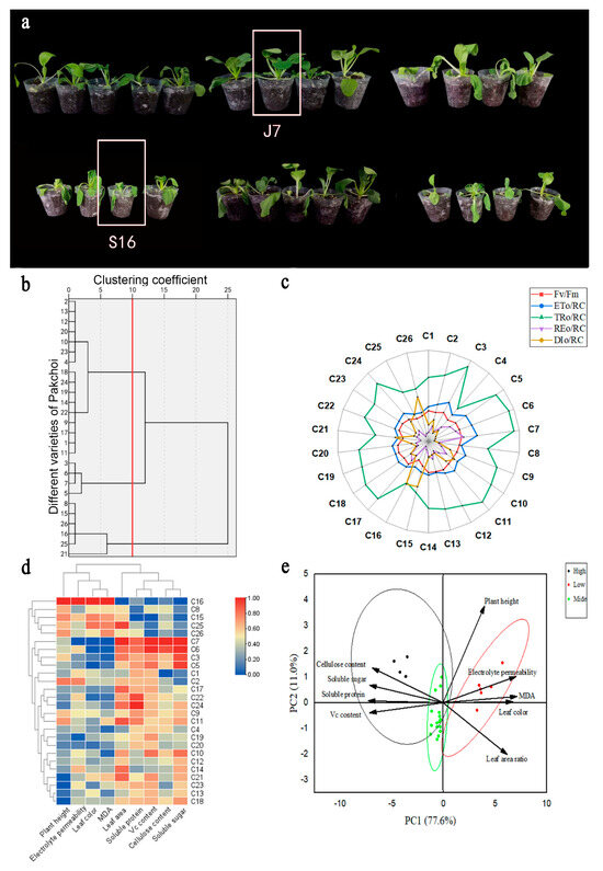 Physiological and Transcriptomic Responses of Bok Choy to Heat Stress