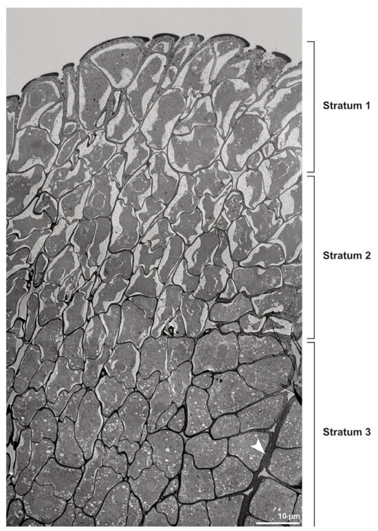 Morphological and Ultrastructural Features of Selected Epidendroideae ...