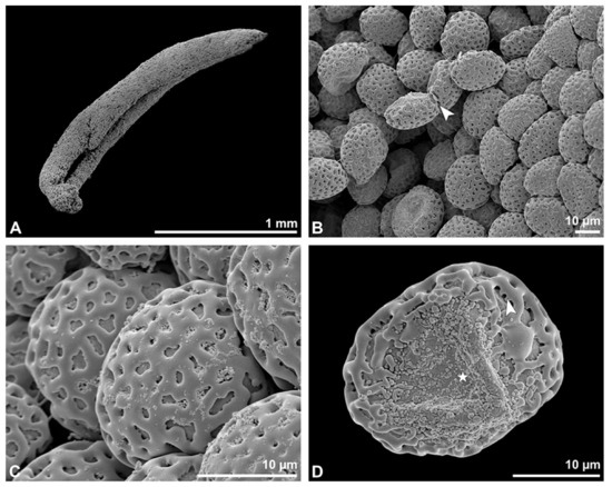 Morphological and Ultrastructural Features of Selected Epidendroideae ...
