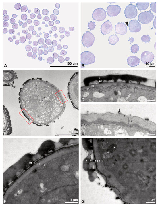 Morphological and Ultrastructural Features of Selected Epidendroideae ...
