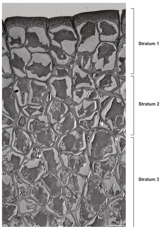 Morphological and Ultrastructural Features of Selected Epidendroideae ...
