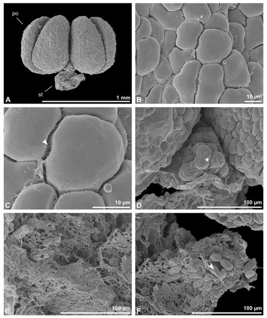 Morphological and Ultrastructural Features of Selected Epidendroideae ...