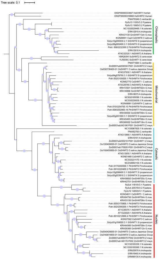 Rice Serine Hydroxymethyltransferases: Evolution, Subcellular ...