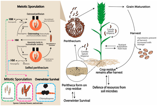 Update on the Basic Understanding of Fusarium graminearum Virulence ...