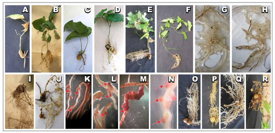 An Improved Phenotyping Method for Evaluation of Yam (Dioscorea spp ...