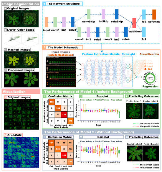 Plants | Free Full-Text | From Organelle Morphology to Whole-Plant ...