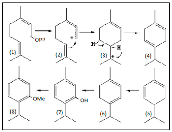 Phenolic Monoterpenes Conversion of Conobea scoparioides Essential Oil ...