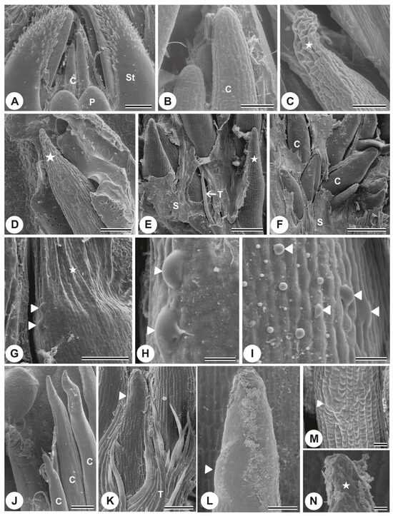 Plants | Free Full-Text | Unveiling the Anatomical and Functional ...