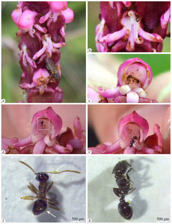 Pollination Syndrome, Florivory, and Breeding System of Satyrium ...