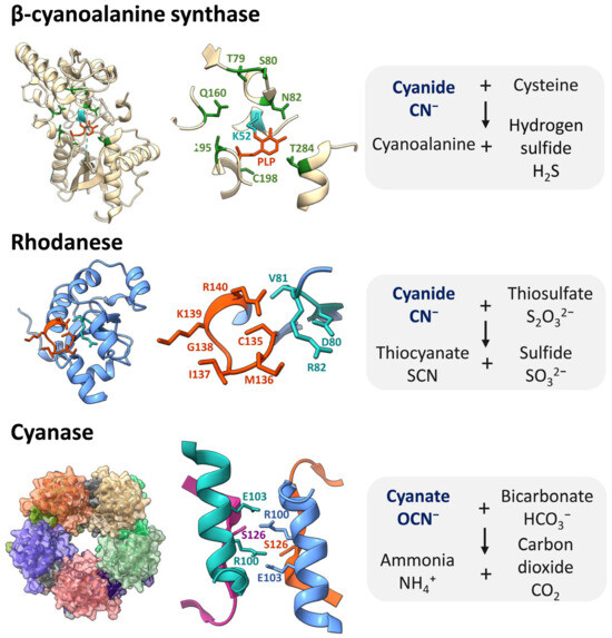 Plants | Free Full-Text | Plant Cyanogenic-Derived Metabolites and ...