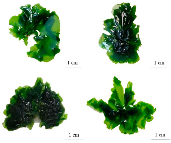 Morphological and Molecular Identification of Ulva spp. (Ulvophyceae; Chlorophyta) from ...