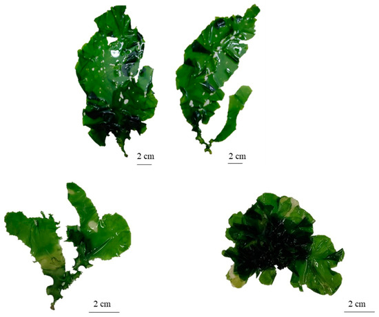 Morphological and Molecular Identification of Ulva spp. (Ulvophyceae; Chlorophyta) from ...