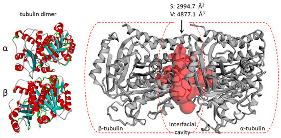 Interaction of Norsecurinine-Type Oligomeric Alkaloids with α-Tubulin ...