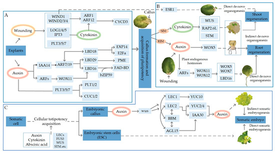 Application of Developmental Regulators for Enhancing Plant ...
