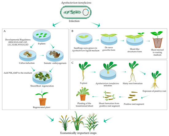 Application of Developmental Regulators for Enhancing Plant ...