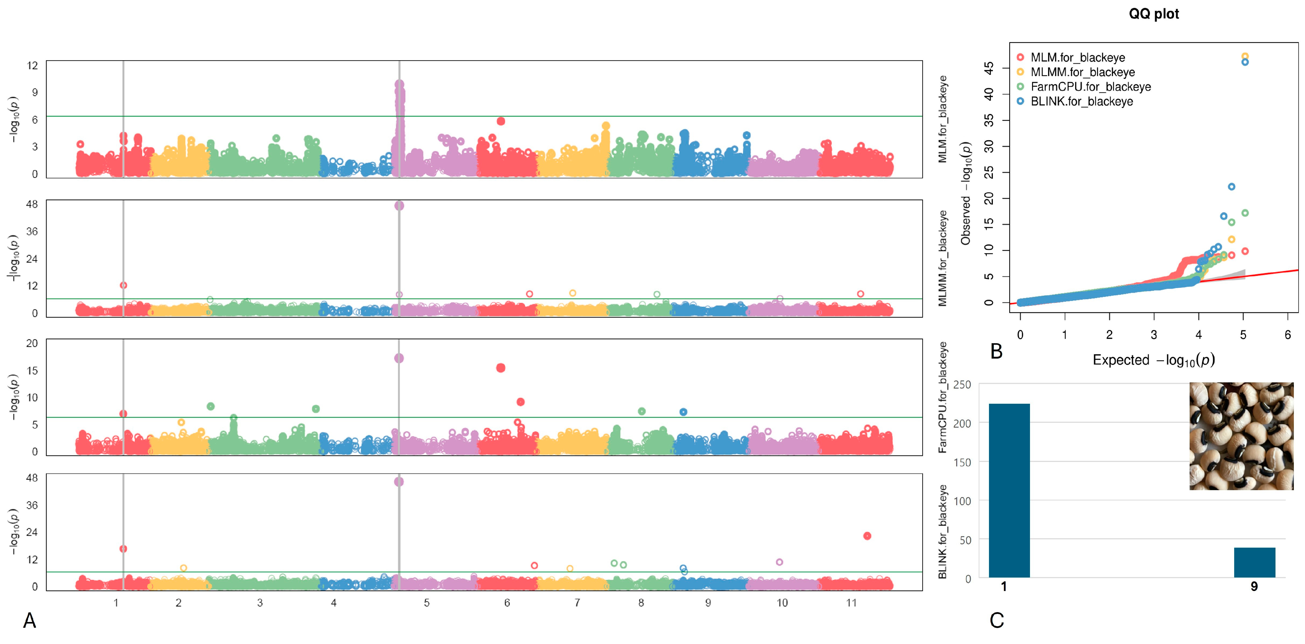 Genetic Dissection of Diverse Seed Coat Patterns in Cowpea through a Comprehensive GWAS Approach