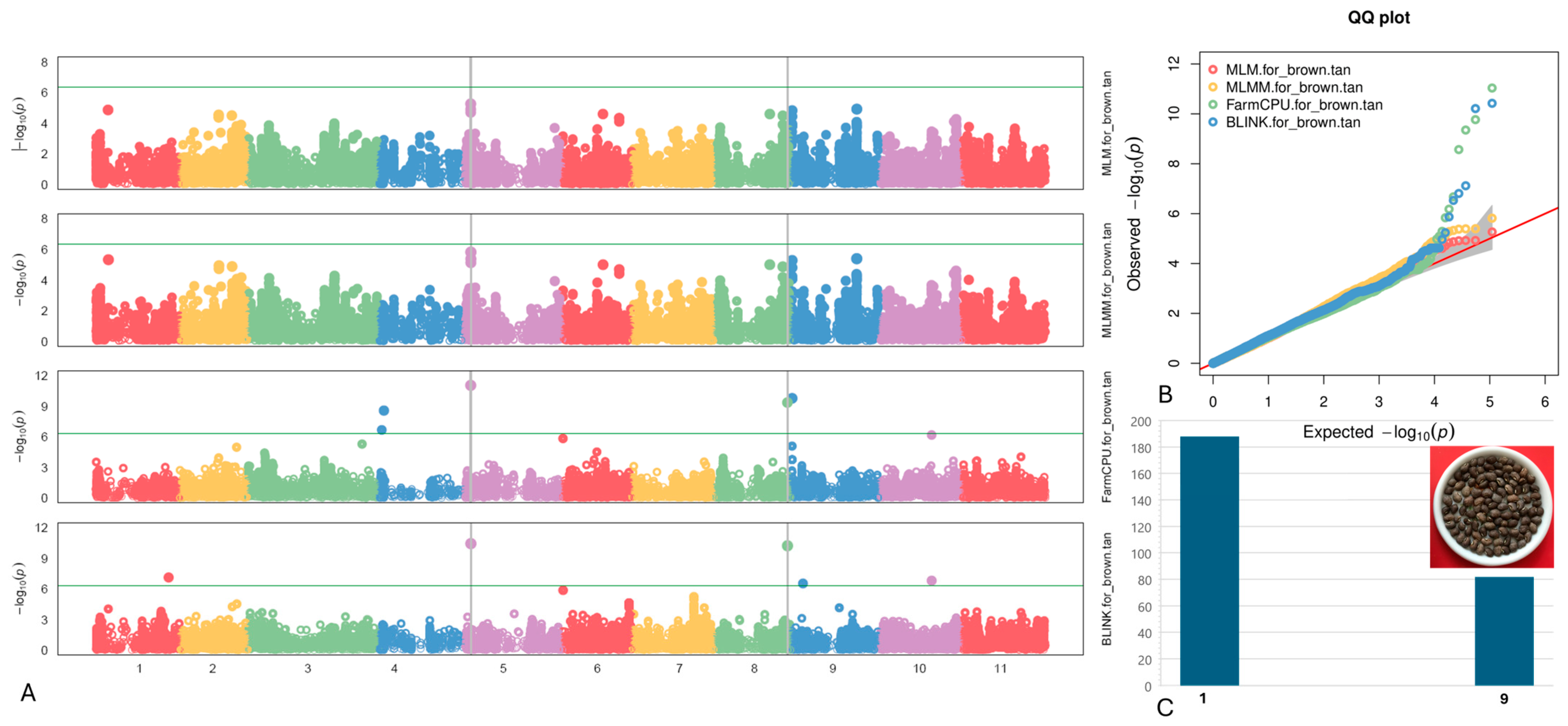 Genetic Dissection of Diverse Seed Coat Patterns in Cowpea through a Comprehensive GWAS Approach