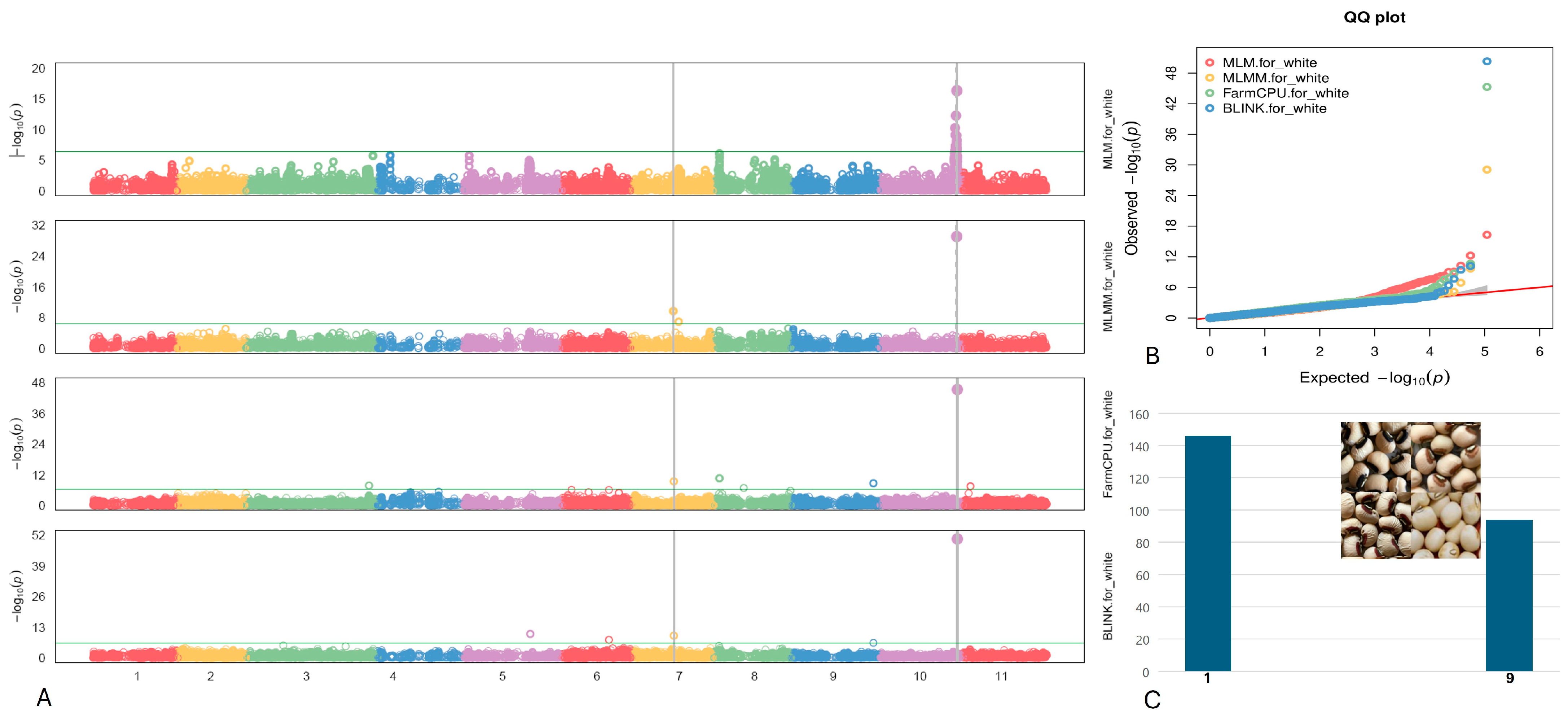 Genetic Dissection of Diverse Seed Coat Patterns in Cowpea through a Comprehensive GWAS Approach