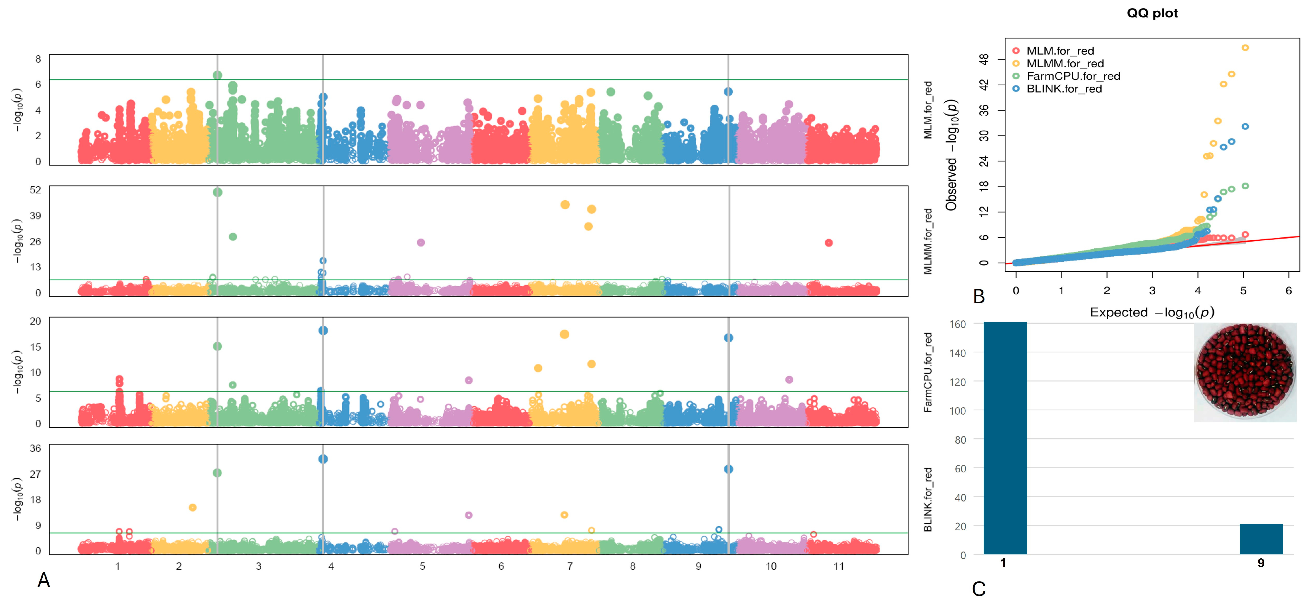 Genetic Dissection of Diverse Seed Coat Patterns in Cowpea through a Comprehensive GWAS Approach
