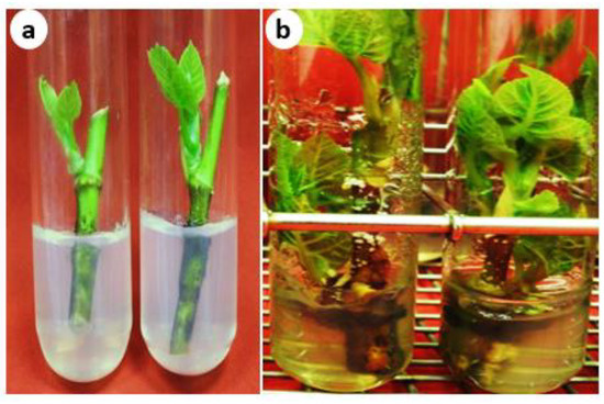 Micropropagation and Genetic Fidelity of Fegra Fig (Ficus palmata ...