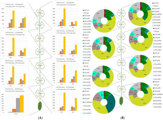 New Understanding of Meta-Topolin Riboside Metabolism in ...