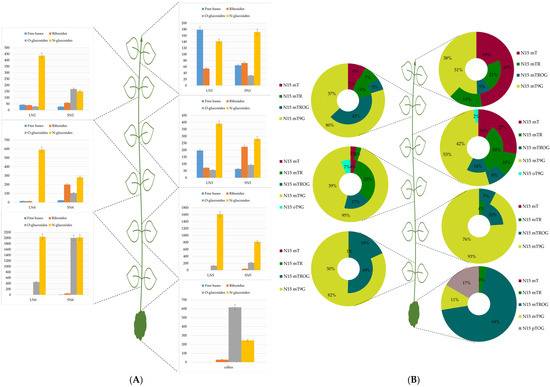 New Understanding of Meta-Topolin Riboside Metabolism in ...