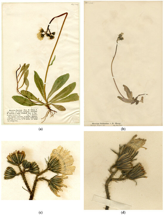 The Taxonomic Circumscription and Nomenclatural History of Pilosella ...