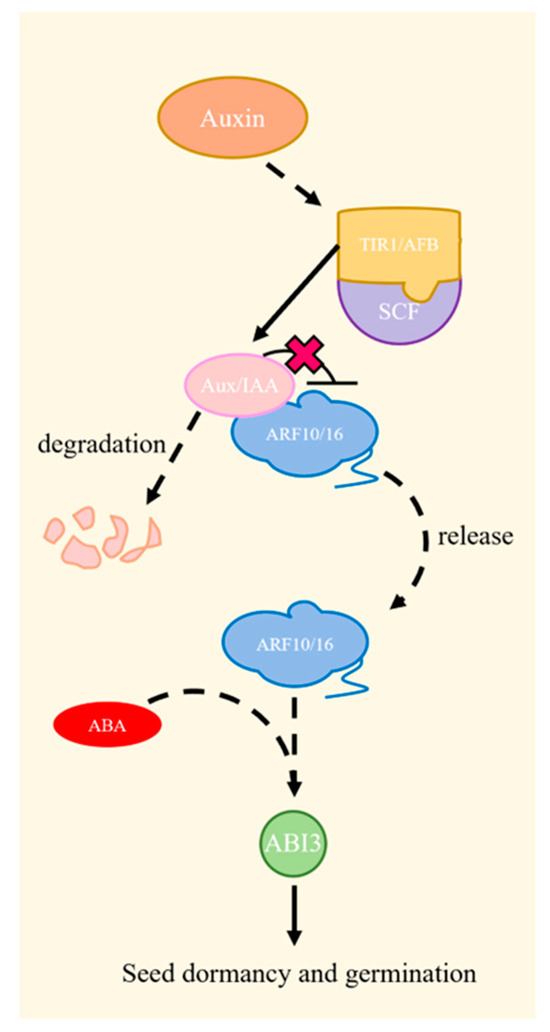 Factors Influencing Seed Dormancy and Germination and Advances in Seed ...