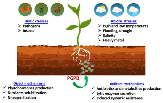 Plant-Growth-Promoting Bacteria