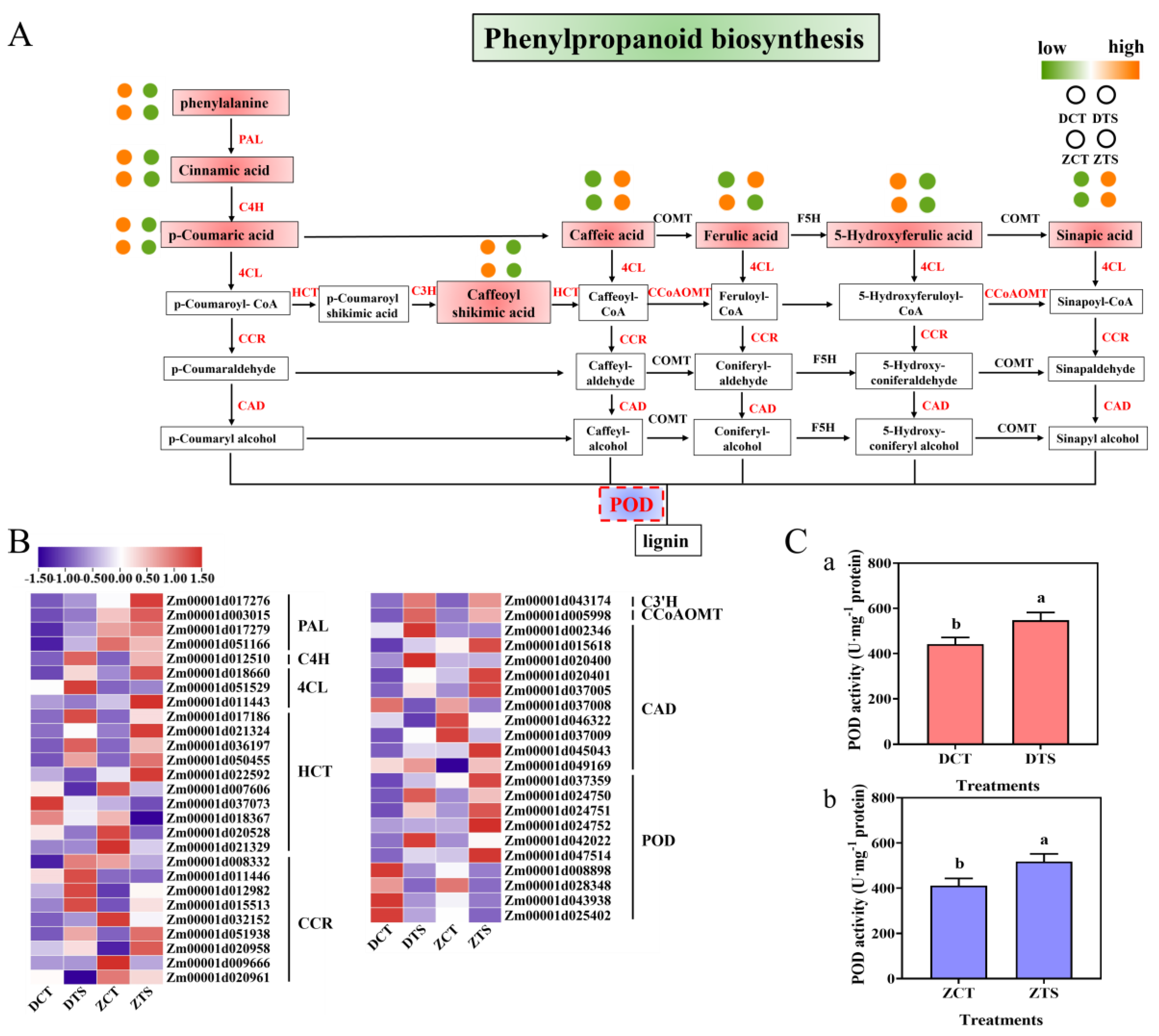 Transcriptome Analysis Reveals POD as an Important Indicator for ...