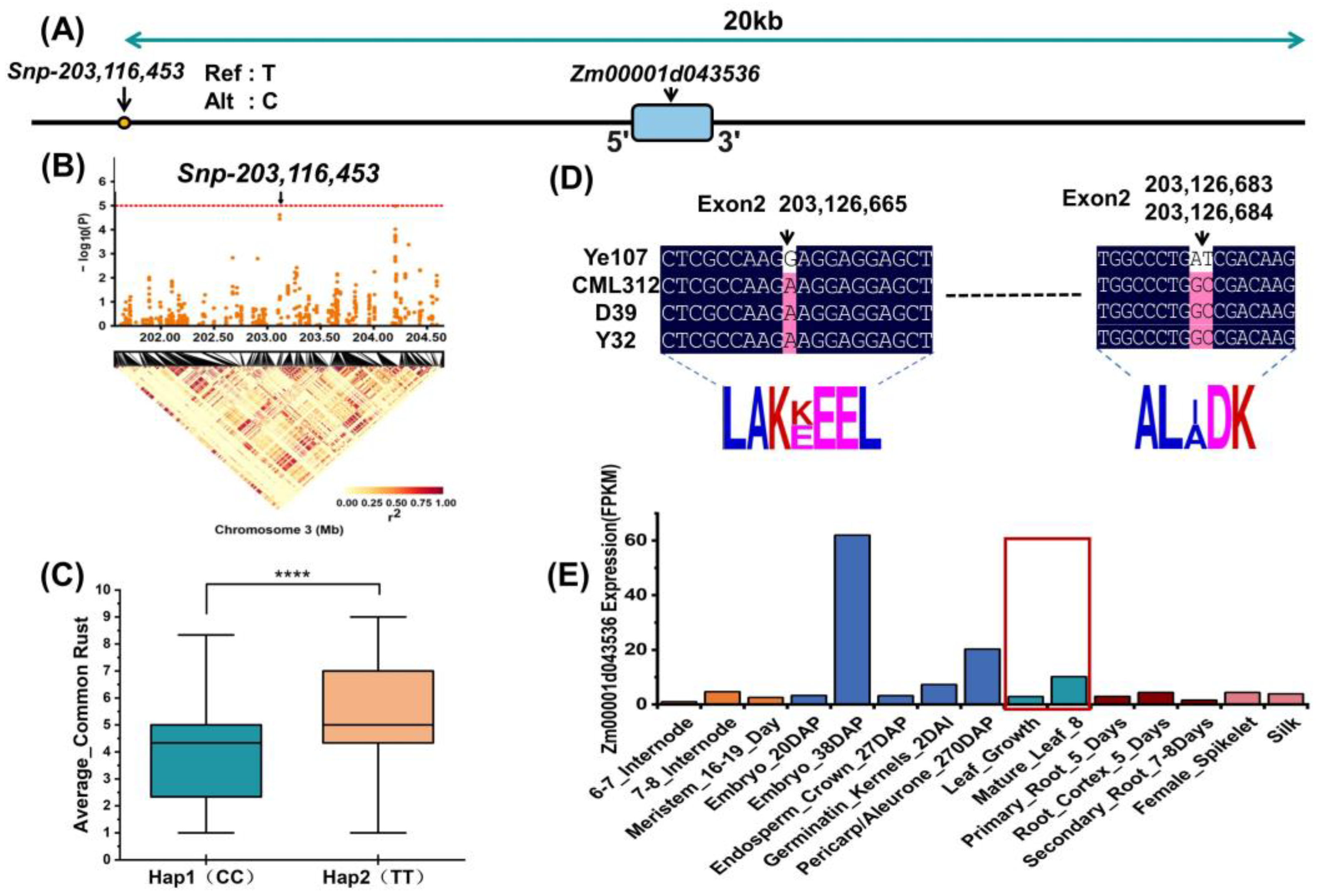 Dissection of Common Rust Resistance in Tropical Maize Multiparent ...