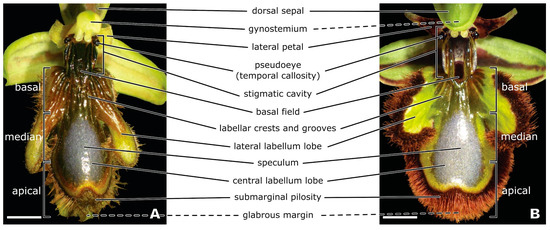 Osmophore Structure and Labellum Micromorphology in Ophrys speculum (Orchidaceae): New ...