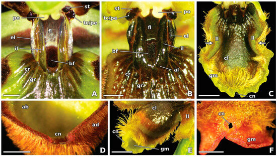 Osmophore Structure and Labellum Micromorphology in Ophrys speculum (Orchidaceae): New ...