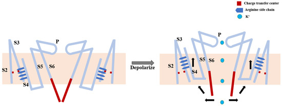 Research Progress on Plant Shaker K+ Channels