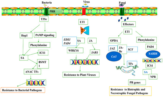 Plants | Free Full-Text | Plant Immunity: At the Crossroads of Pathogen ...