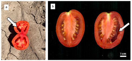 Identification and Validation of Quantitative Trait Loci Associated ...