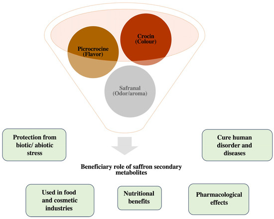 Saffron, a Potential Bridge between Nutrition and Disease Therapeutics ...